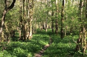 An Introduction To Forest School – The Helpful Hiker