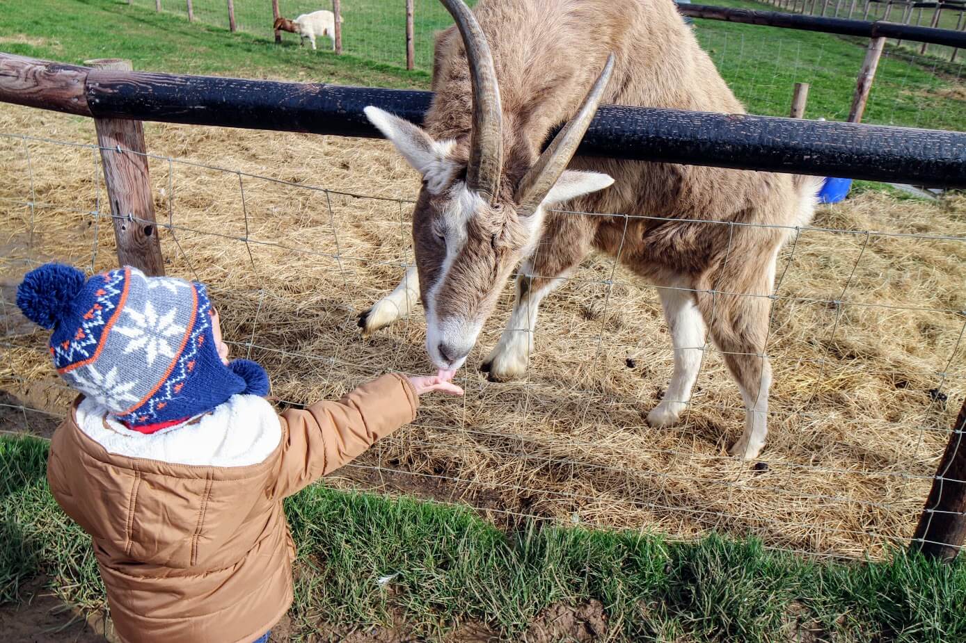 Mini Meadows Farm, Northants – The Helpful Hiker