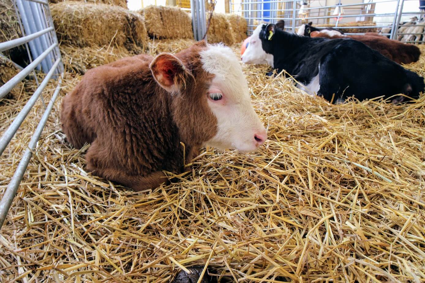 Mini Meadows Farm, Northants – The Helpful Hiker
