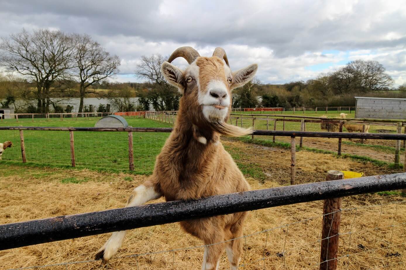 Mini Meadows Farm, Northants – The Helpful Hiker