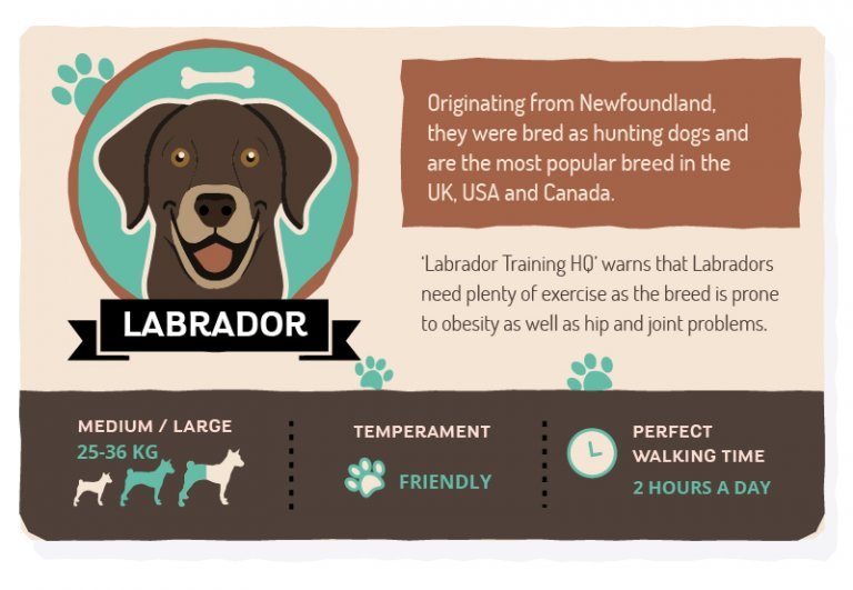 5 Dog-friendly Walking Routes in the Lake District – The Helpful Hiker