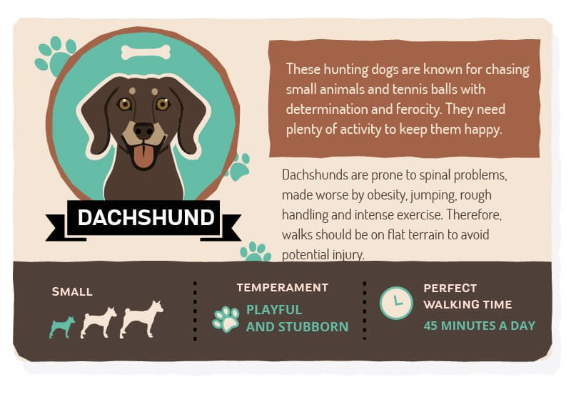 5 Dog-friendly Walking Routes in the Lake District – The Helpful Hiker